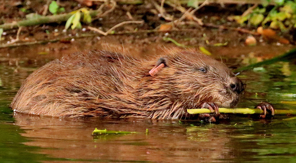 Wild beavers allowed to stay in England | Journals | RICS